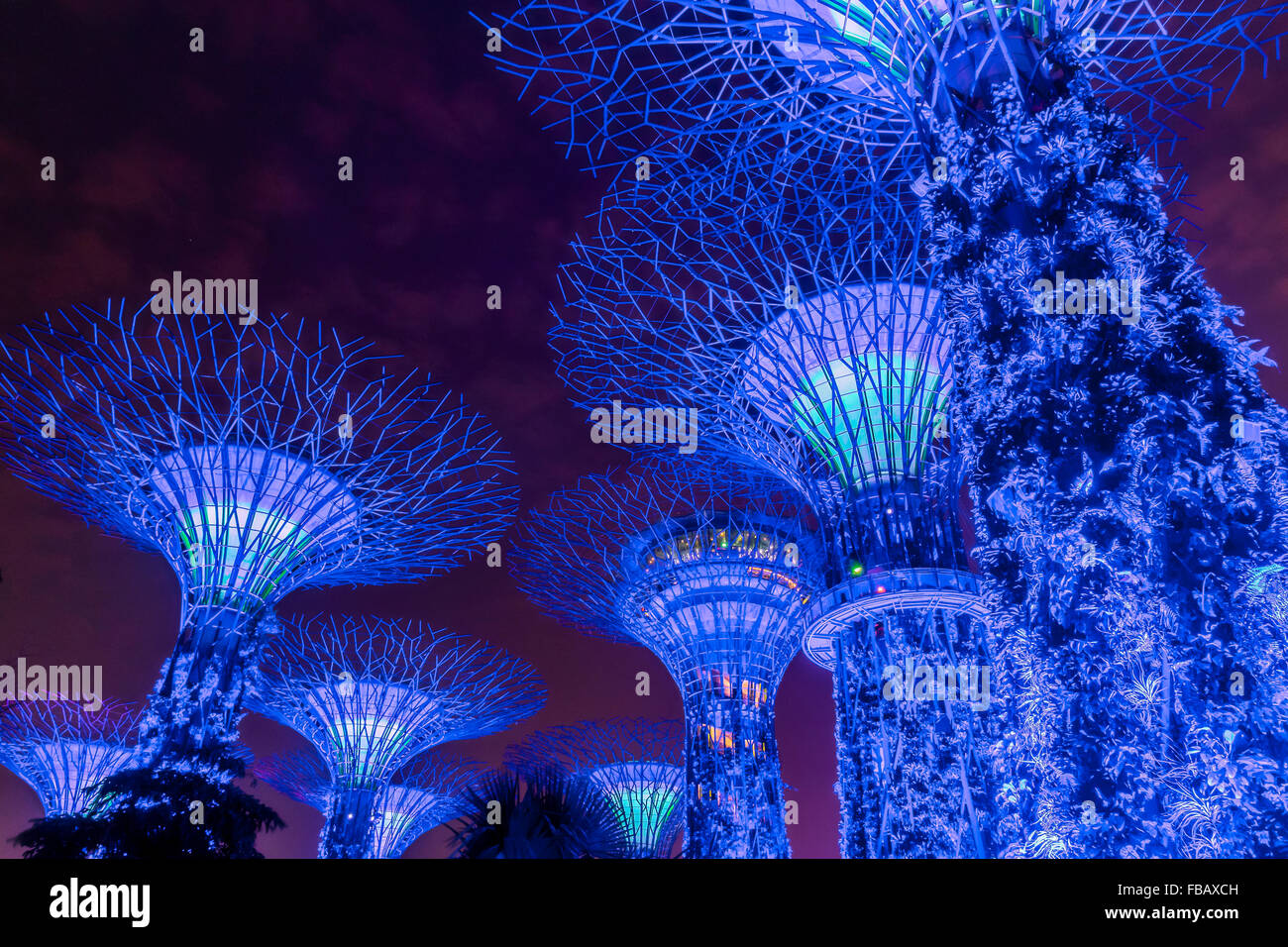 Night View of Supertree Grove Stock Photo - Alamy