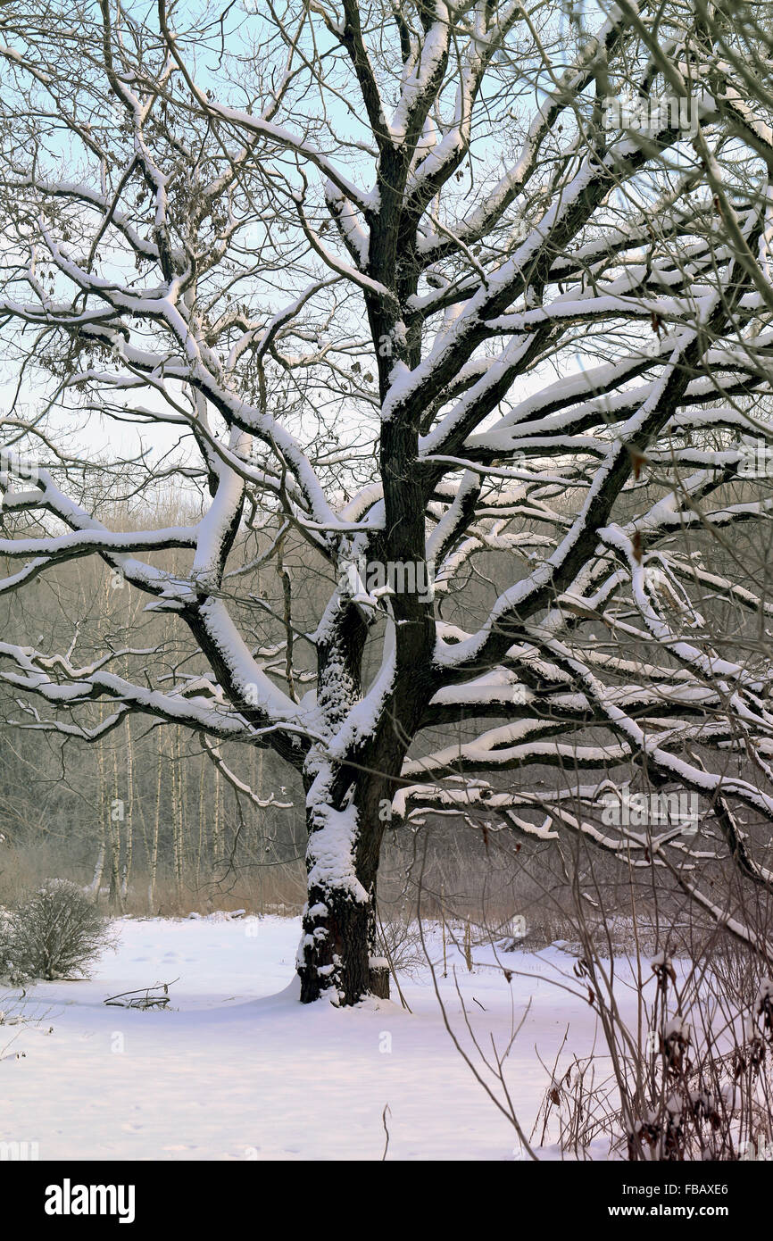 Beautiful big tree in the snow photographed close up Stock Photo - Alamy