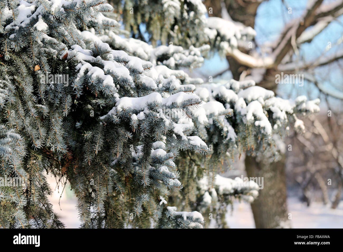 Beautiful needles spruce tree photographed hi-res stock photography and ...