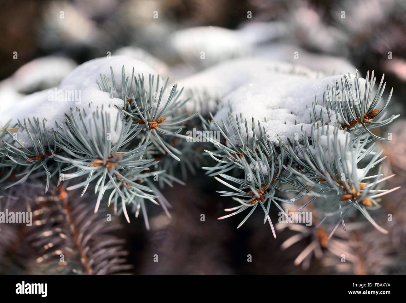 Beautiful needles of spruce tree photographed in the snow closeup Stock ...