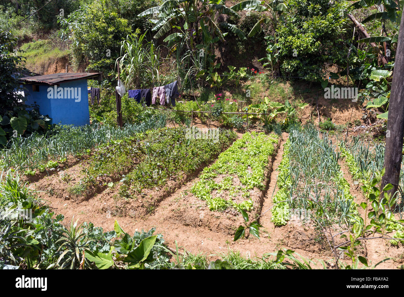 Intensive subsistence farming hi-res stock photography and images - Alamy