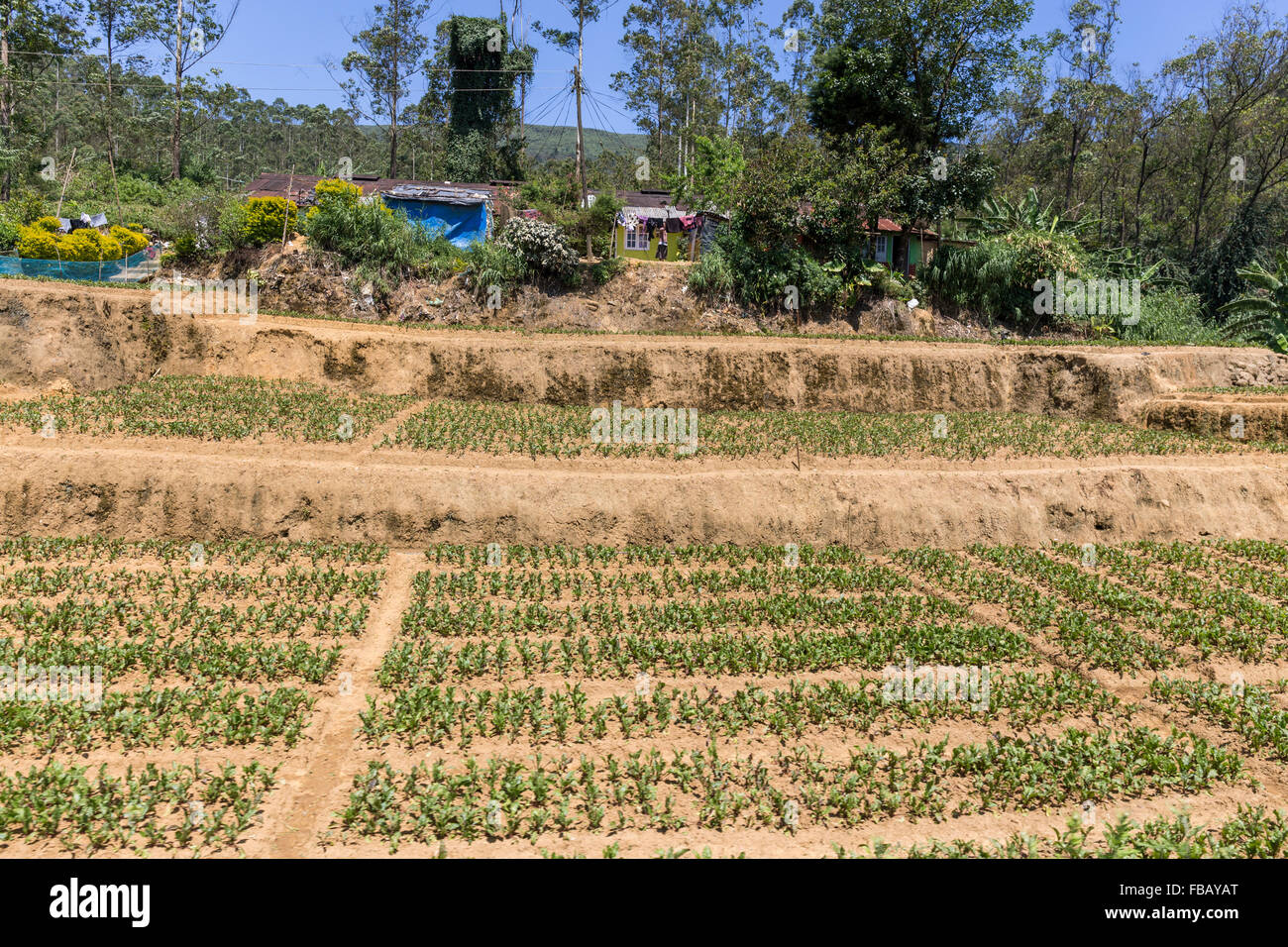 Intensive subsistence farming near nuwara eliya hi-res stock ...