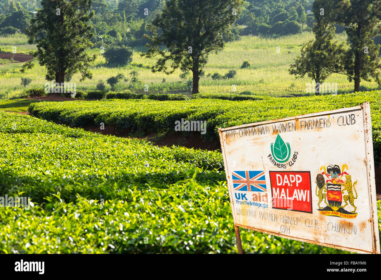 Tea plantations on the lower slopes of mount mulanje in Malawi, Africa ...