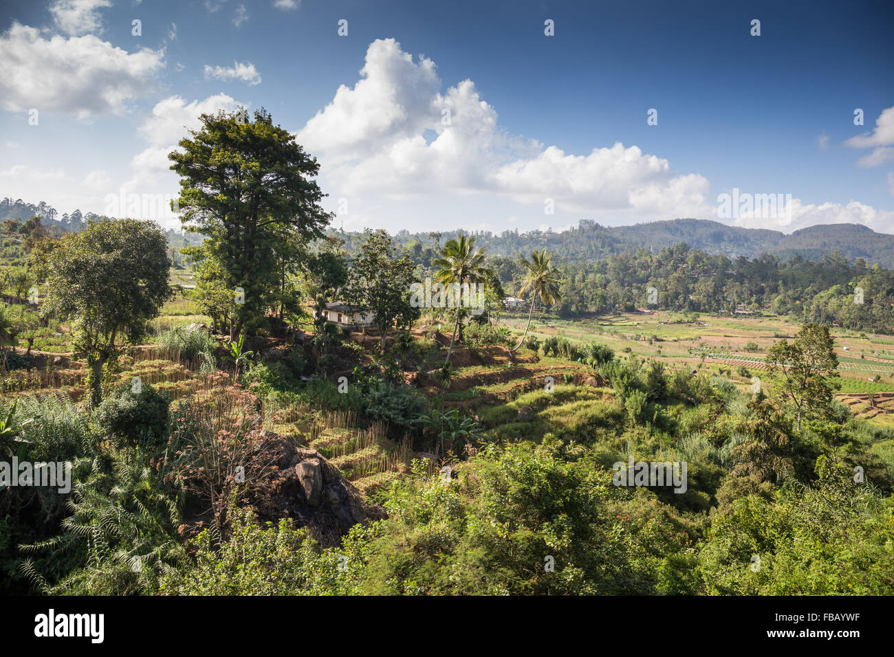 green landscape and tea plantation at Ella, Badulla District, Uva ...