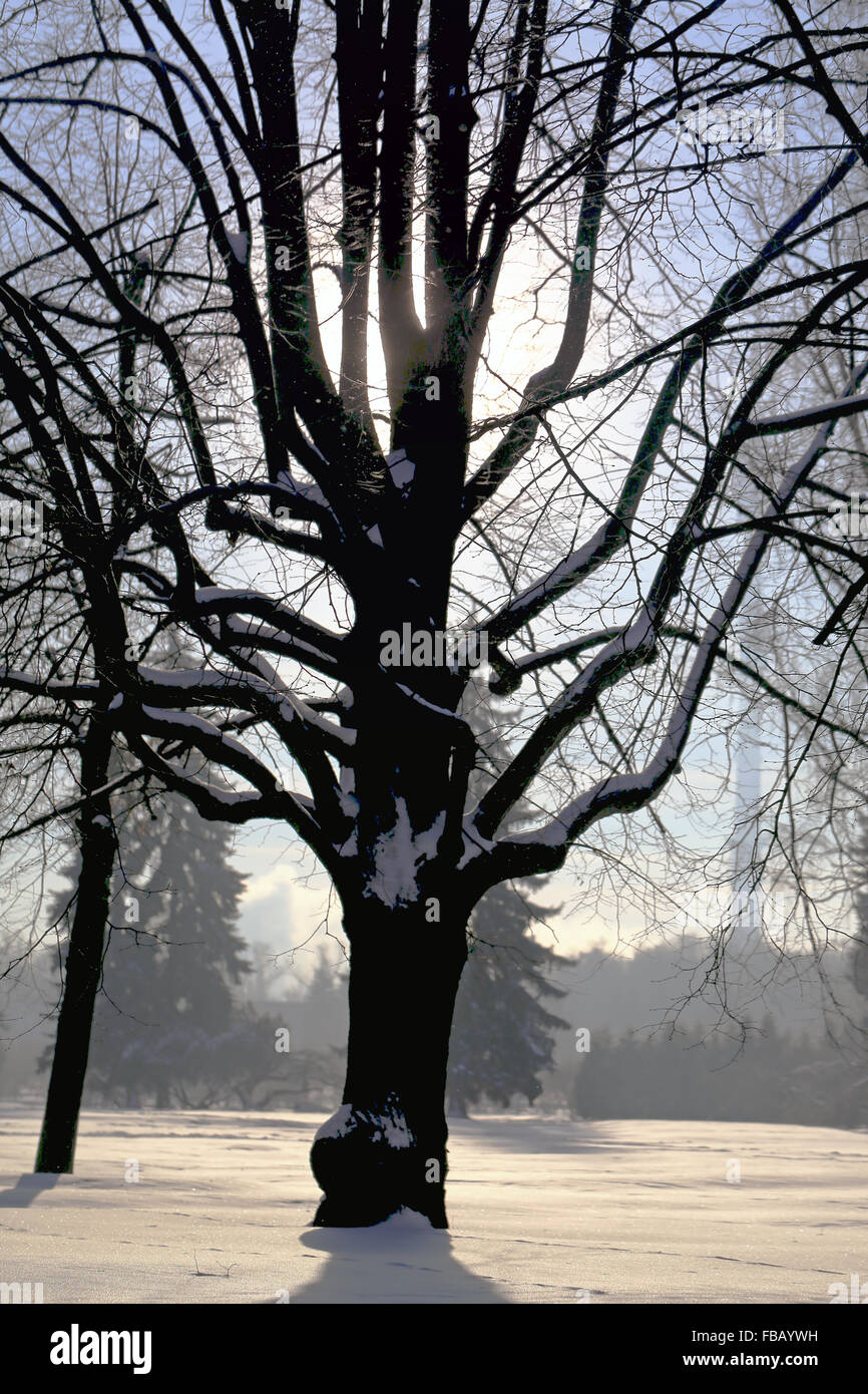 Beautiful tree in grass hi-res stock photography and images - Alamy