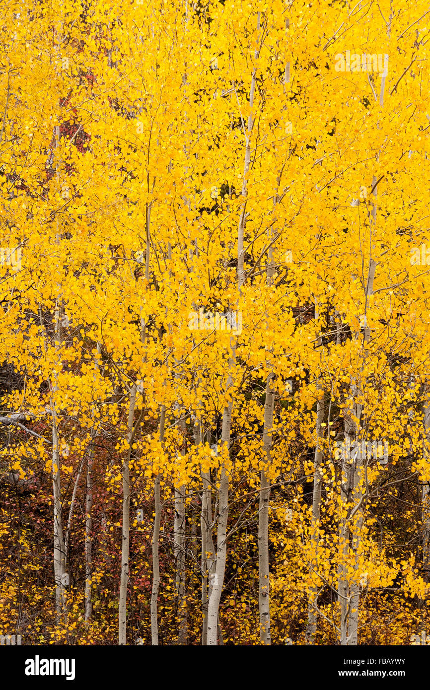 Golden aspen trees hi-res stock photography and images - Alamy