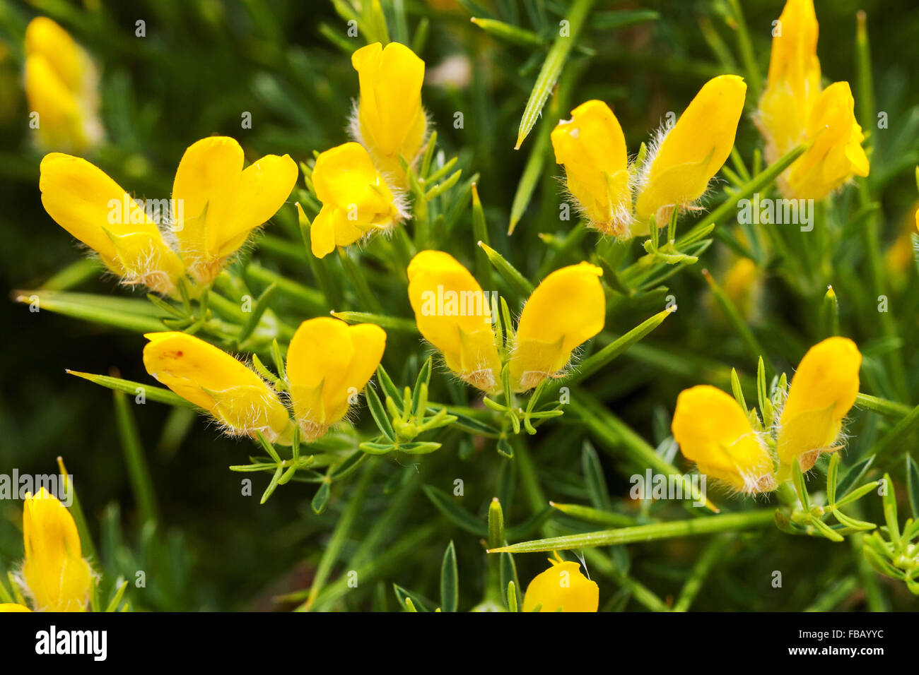 Genista horrida hi-res stock photography and images - Alamy