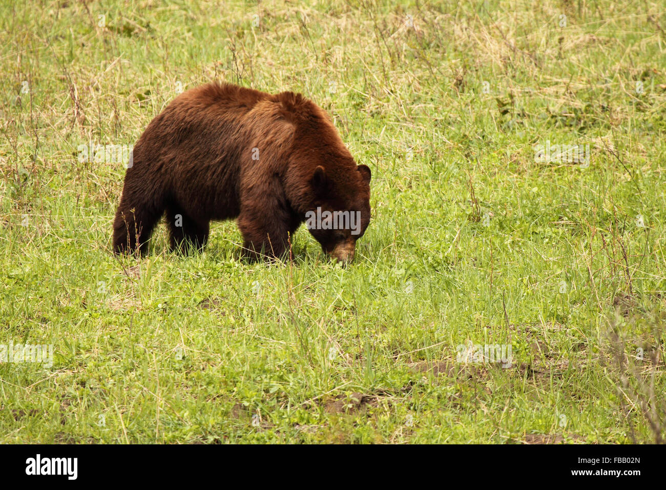 A Black Bear feeding on grasses during spring Stock Photo - Alamy