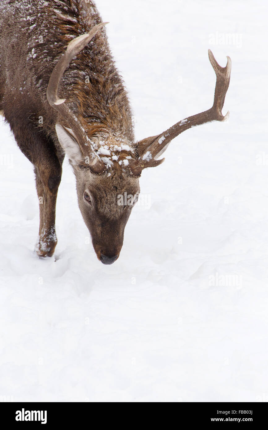 close up of reindeer's head walking on the snow Stock Photo - Alamy
