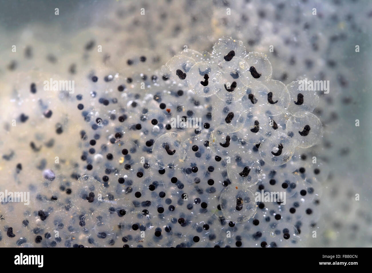 Newly hatched and unhatched common frogspawn (Rana temporaria ...