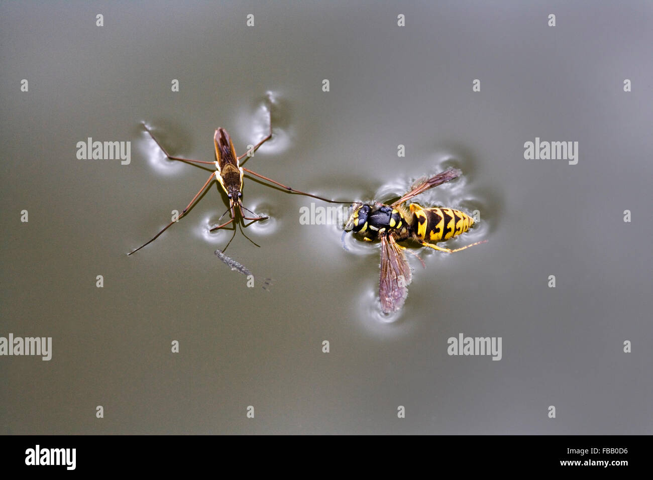 Common Pond Skater (Gerris Lacustris) feeling drowned wasp (Vespula ...