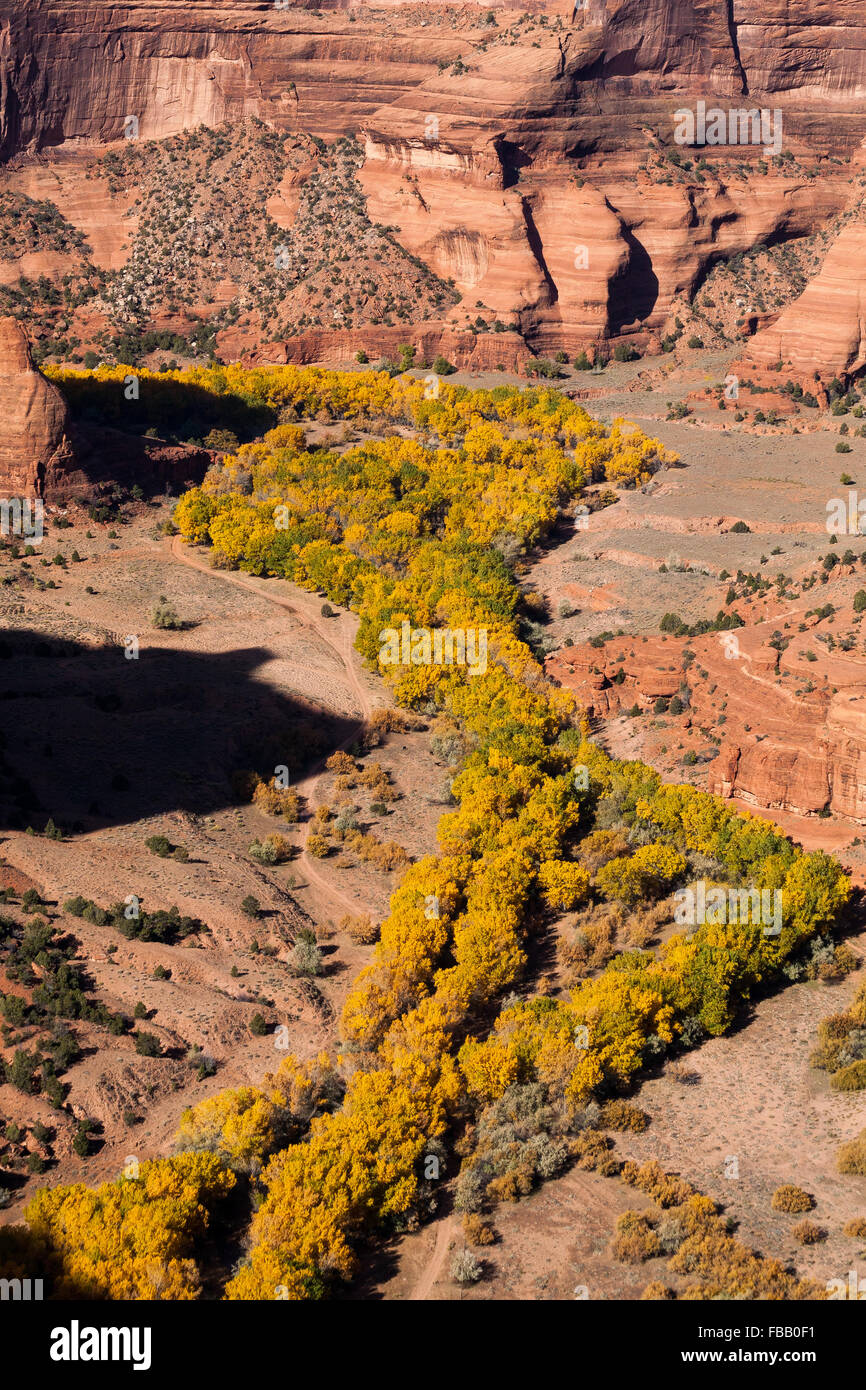 A line of cottonwood trees are decorated with fall colors in Canyon de ...