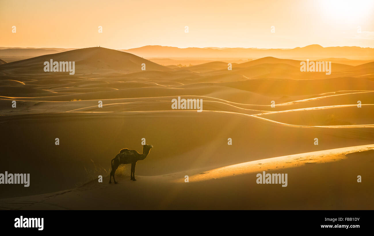 Camel and setting sun in the Sahara Stock Photo - Alamy