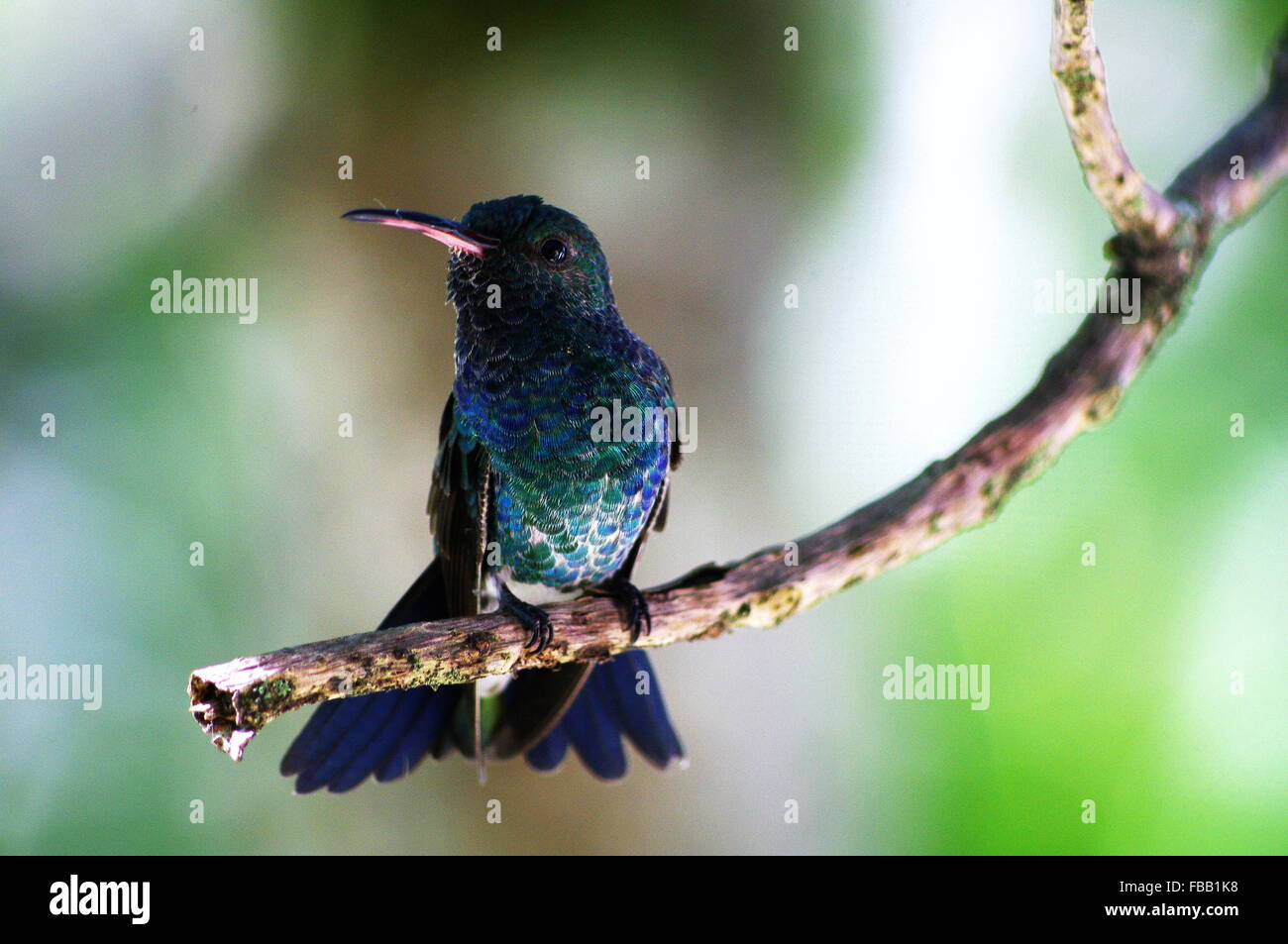 blue hummingbird of Colombia Stock Photo - Alamy