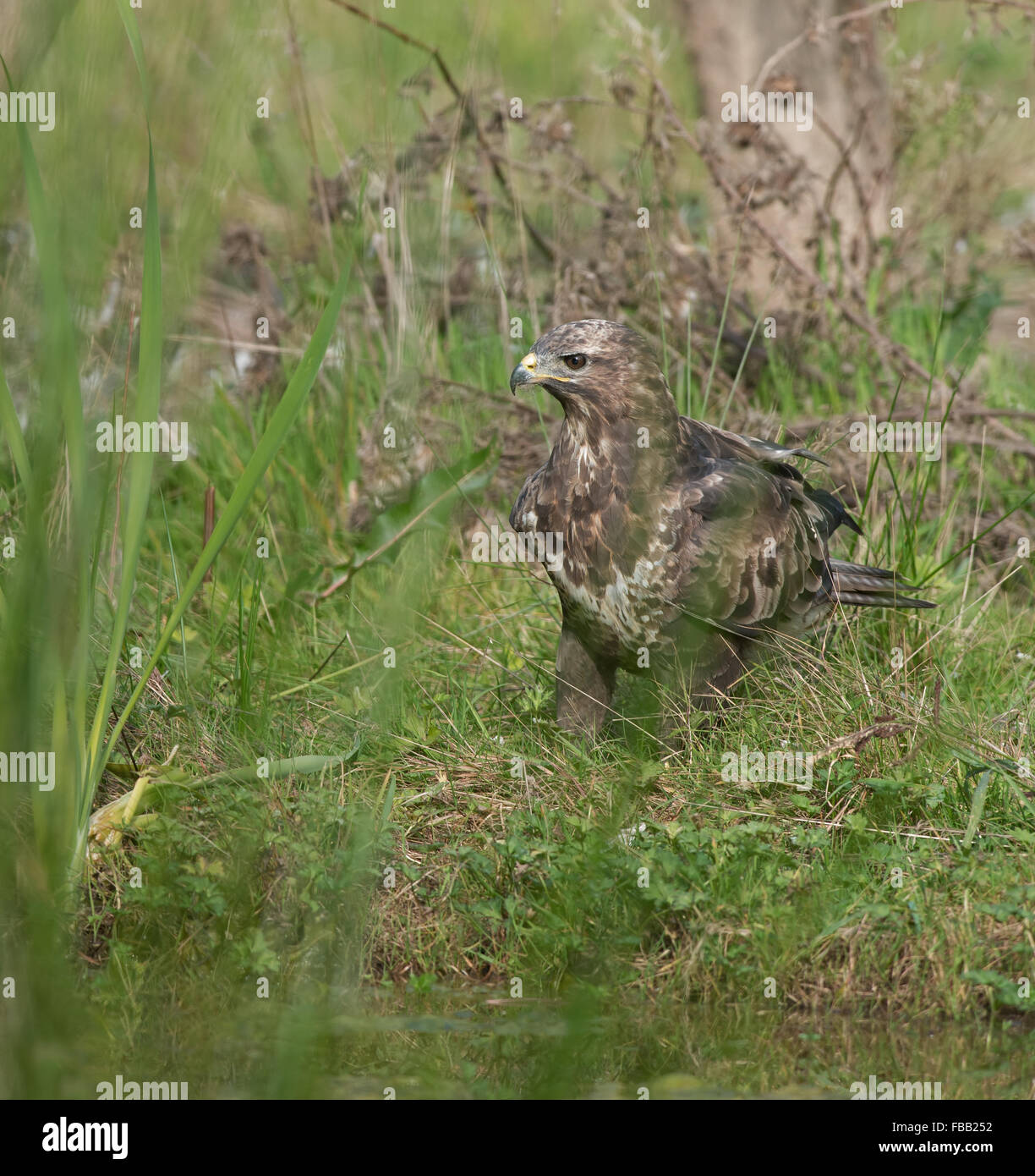 Common buzzard uk hi-res stock photography and images - Alamy