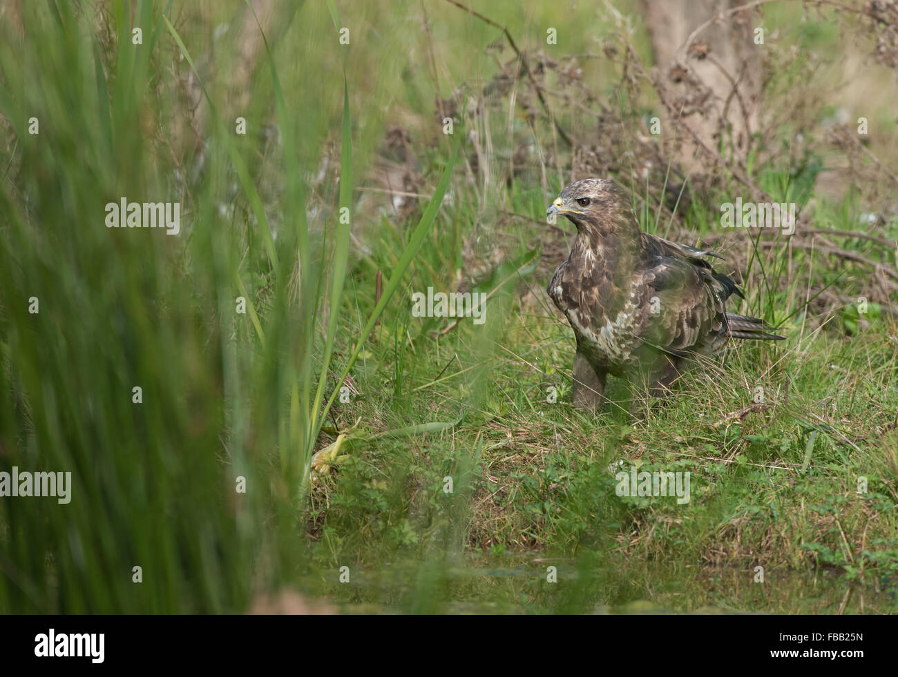 Common buzzard uk hi-res stock photography and images - Alamy