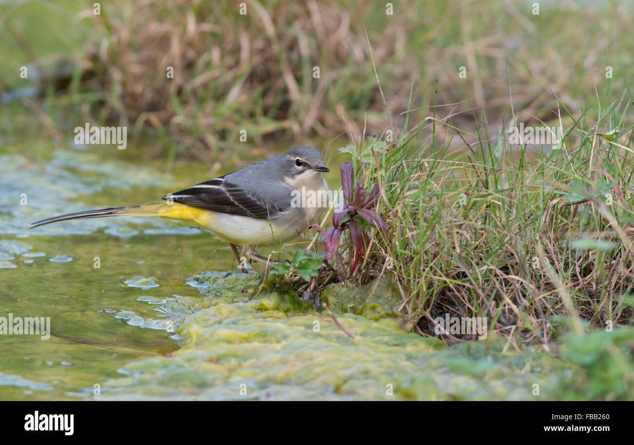 Female grey wagtail motacilla cinerea hi-res stock photography and ...