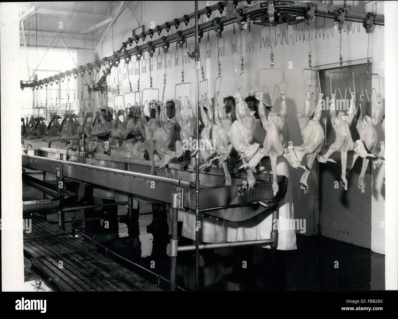 1972 - 'Turkey Pheasant farm Turkeys pass through the various cleaning ...