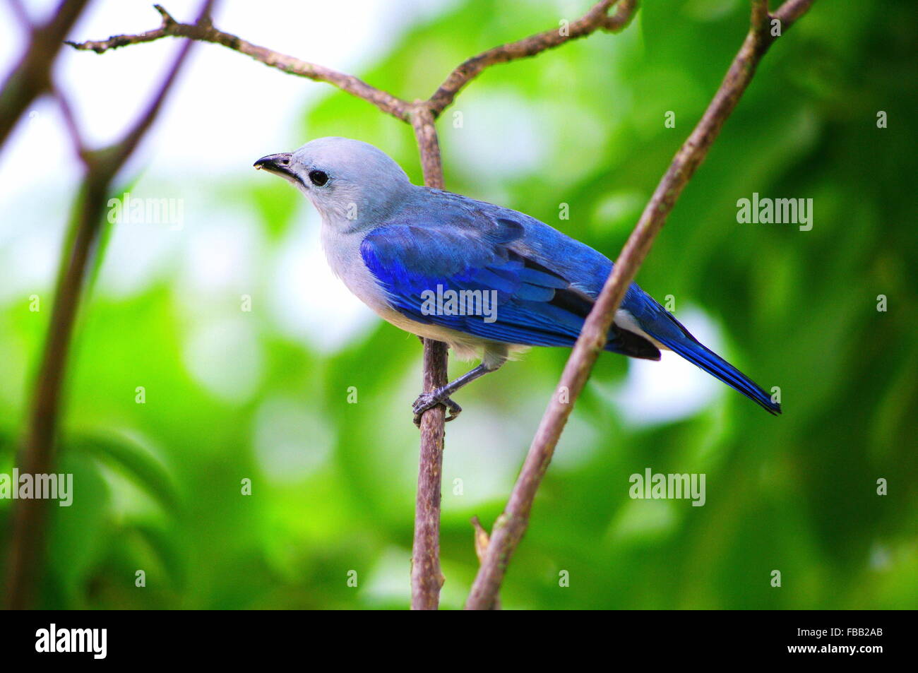 blue tanager bird Stock Photo - Alamy