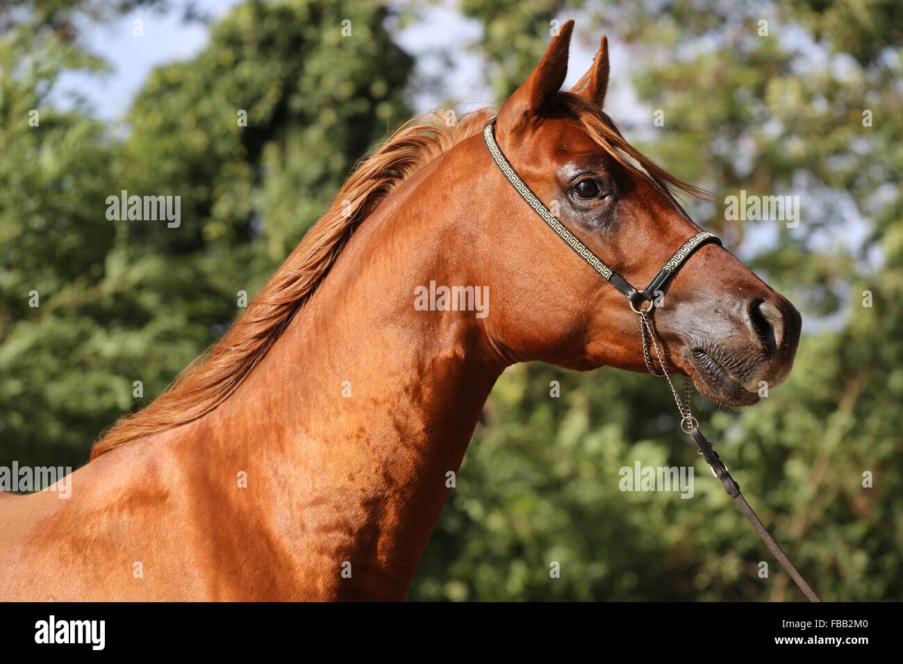 Portrait of a beautiful arabian horse head on natural background Stock ...