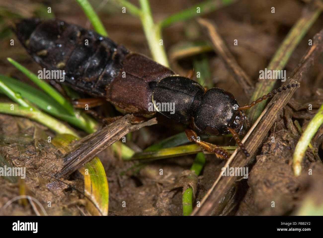 Rove Beetle Coleoptera Staphylinidae High Resolution Stock Photography ...