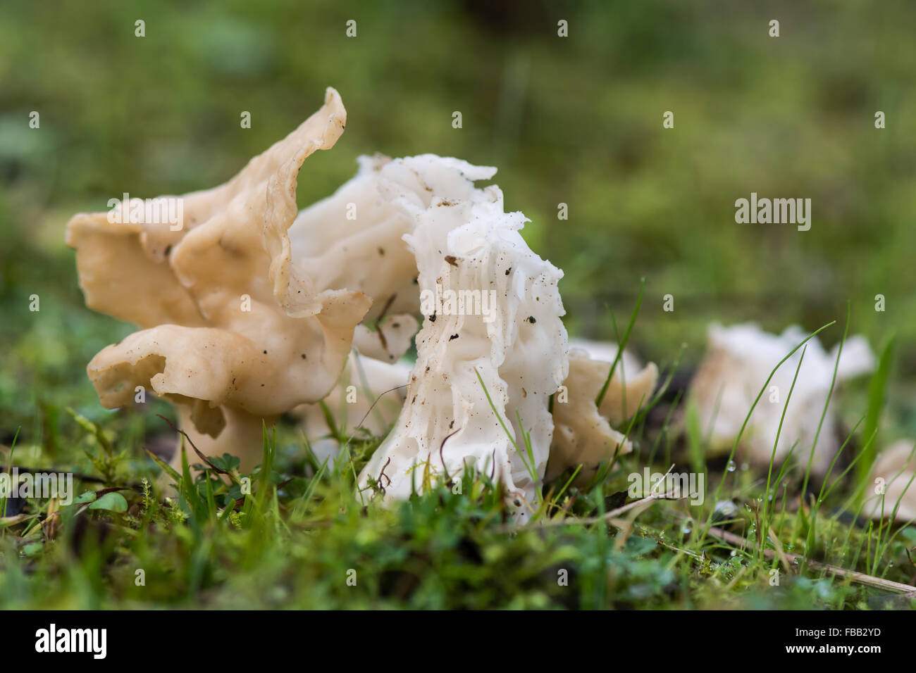 Helvellaceae family hi-res stock photography and images - Alamy