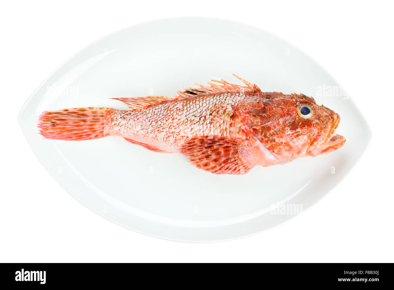 Oval fish hi-res stock photography and images - Alamy