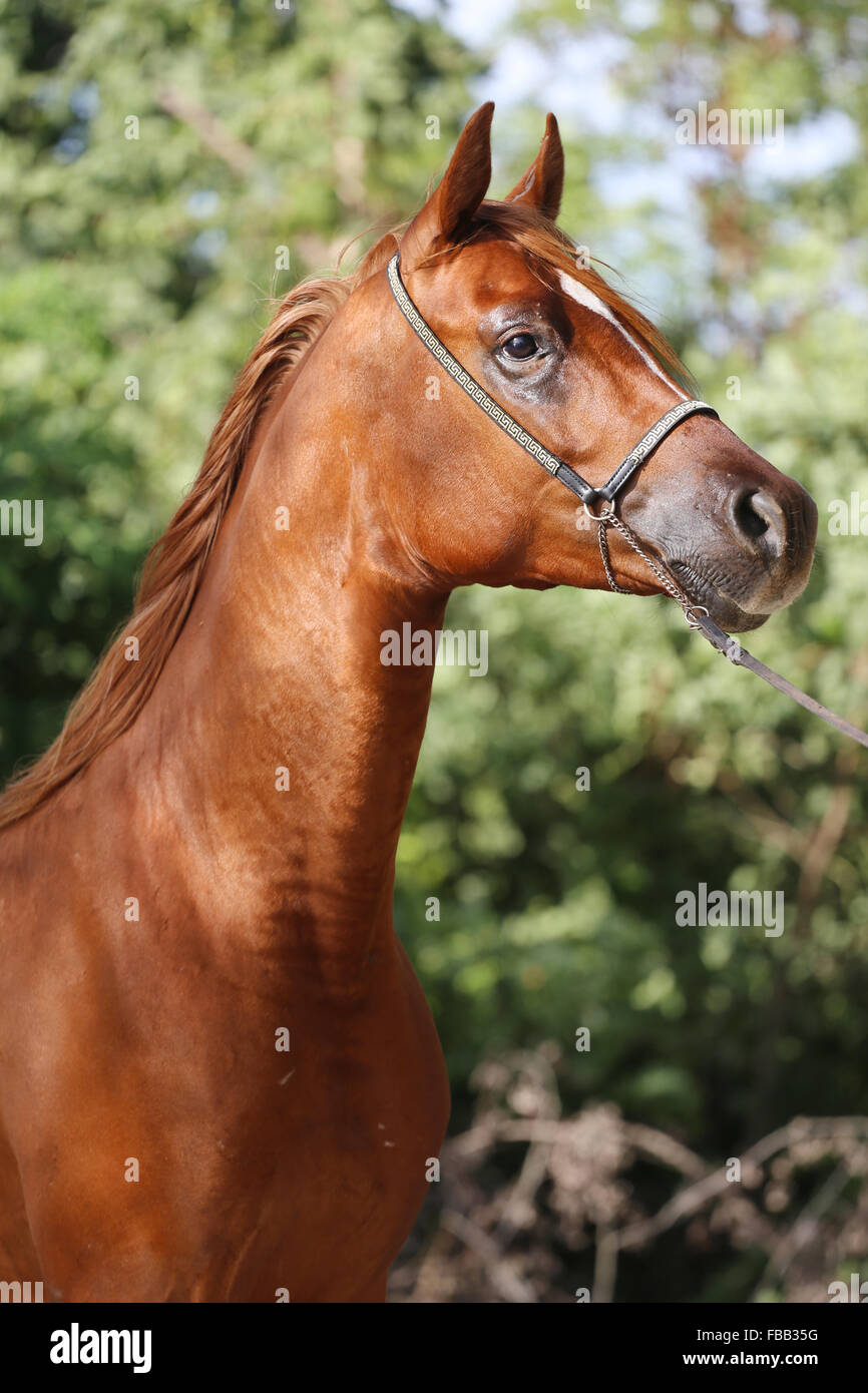 Vertical head shot of a purebred arabian horse with harness Stock Photo ...