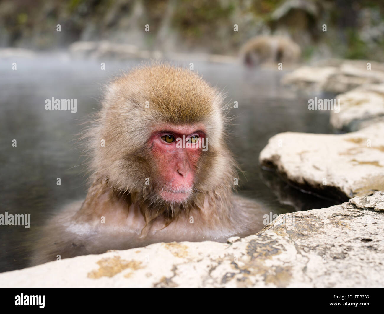 Hot spring snow monkey hi-res stock photography and images - Alamy
