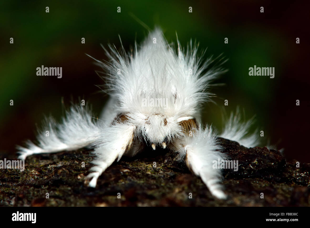 Yellow-tail moth (Euproctis similis). An exceptionally hairy moth in ...
