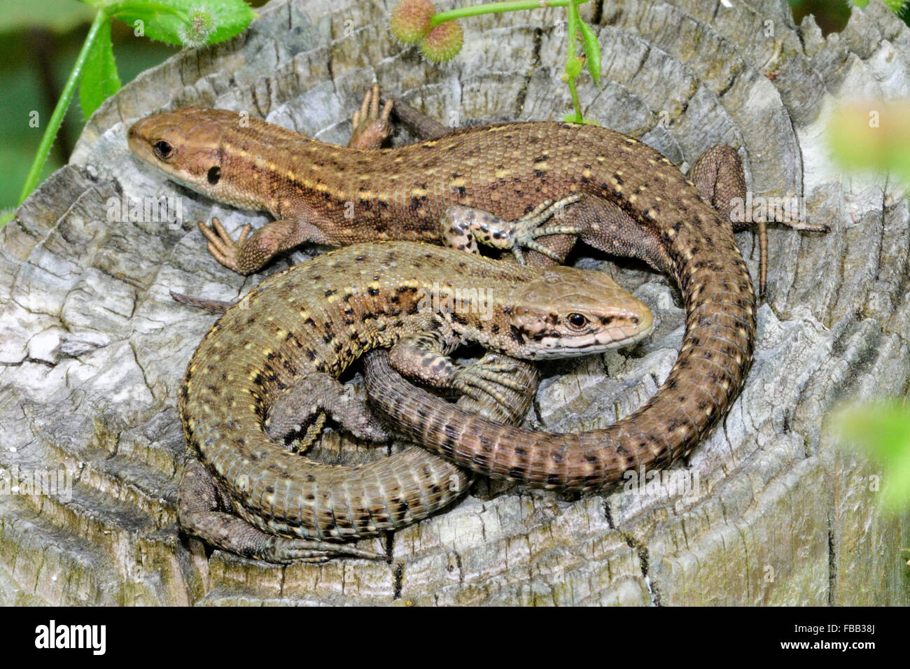 Young common lizard zootoca vivipara hi-res stock photography and ...