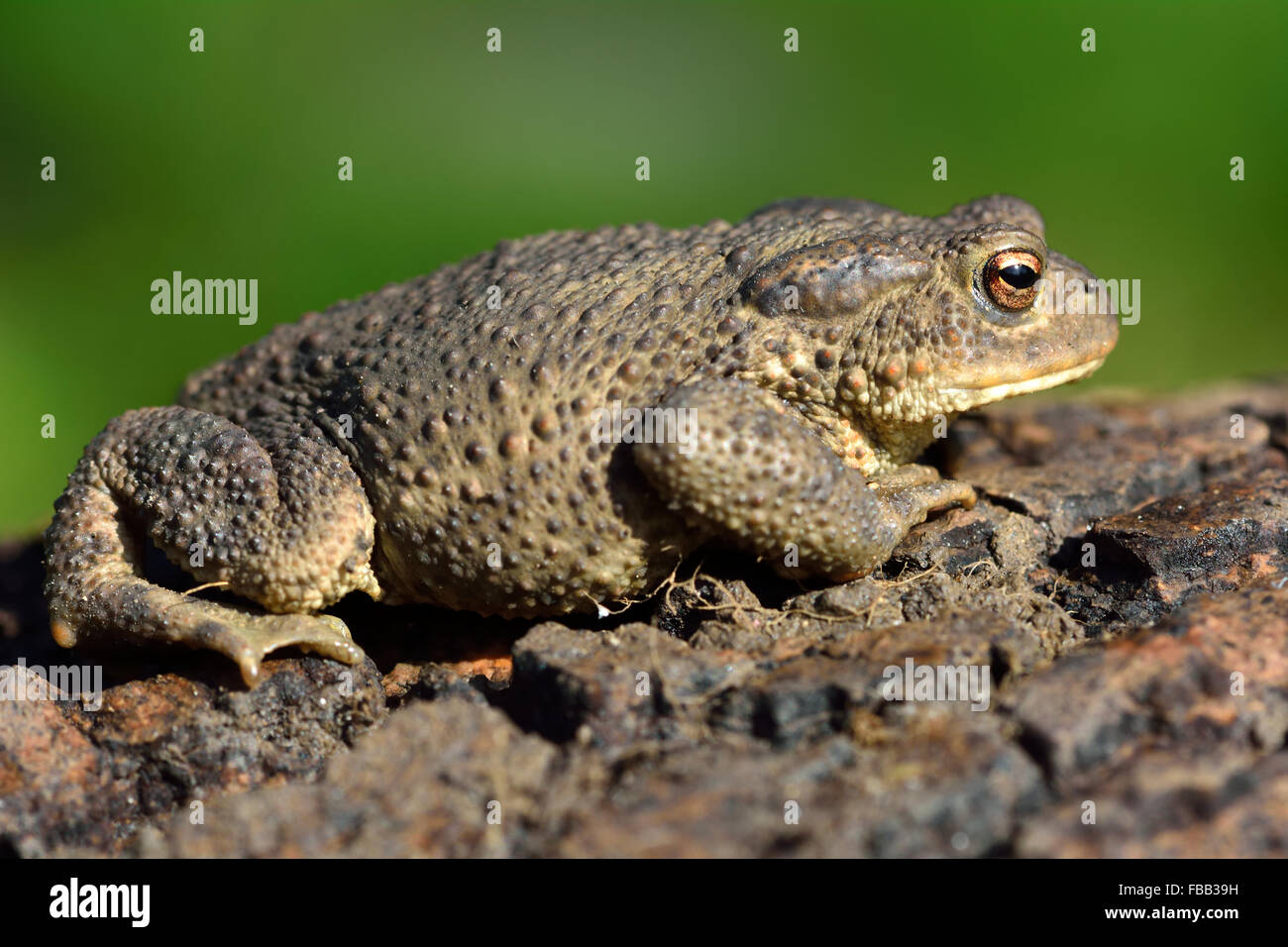 Common toad (Bufo bufo) in profile. A common British and European toad ... Common toad (Bufo bufo) in profile. A common British and European toad ...
