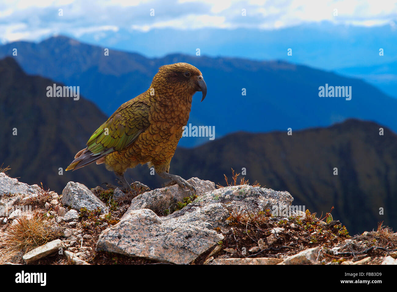 Kea bird hi-res stock photography and images - Alamy