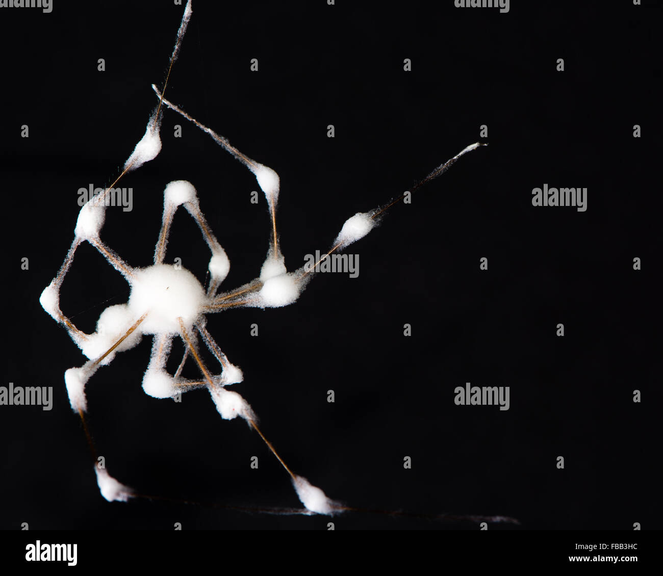 Daddy longlegs spider (Pholcus phalangioides) with fungus. The corpse ...