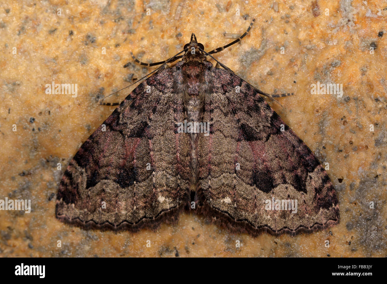 The tissue moth (Triphosa dubitata). A moth in the family Geometridae ...