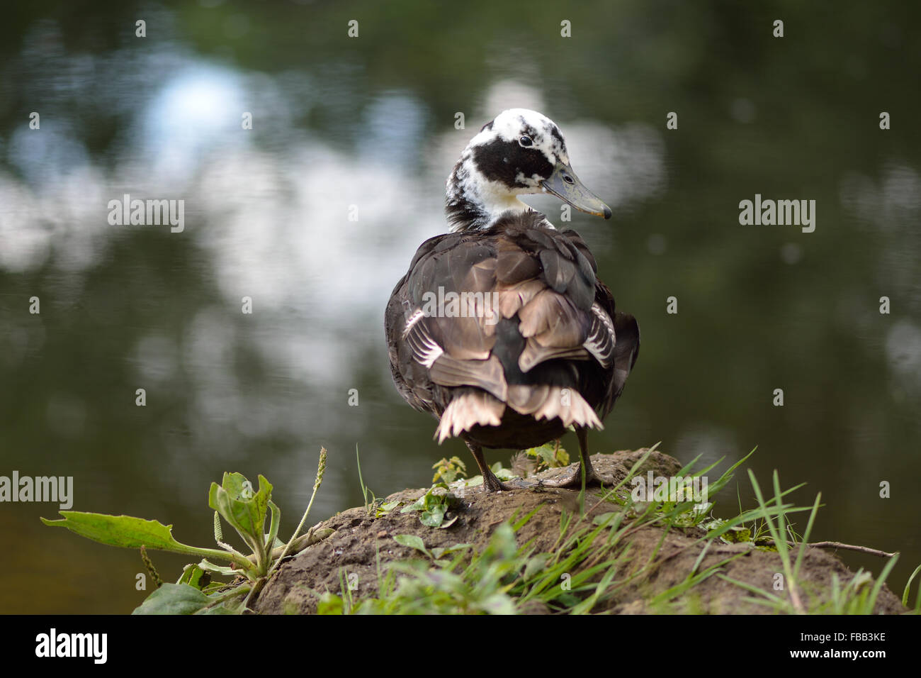 Domestic mallard hi-res stock photography and images - Alamy