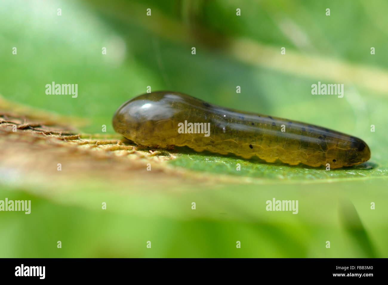 Pear slug sawfly (Caliroa cerasi) caterpillar. An interesting larvae in ...