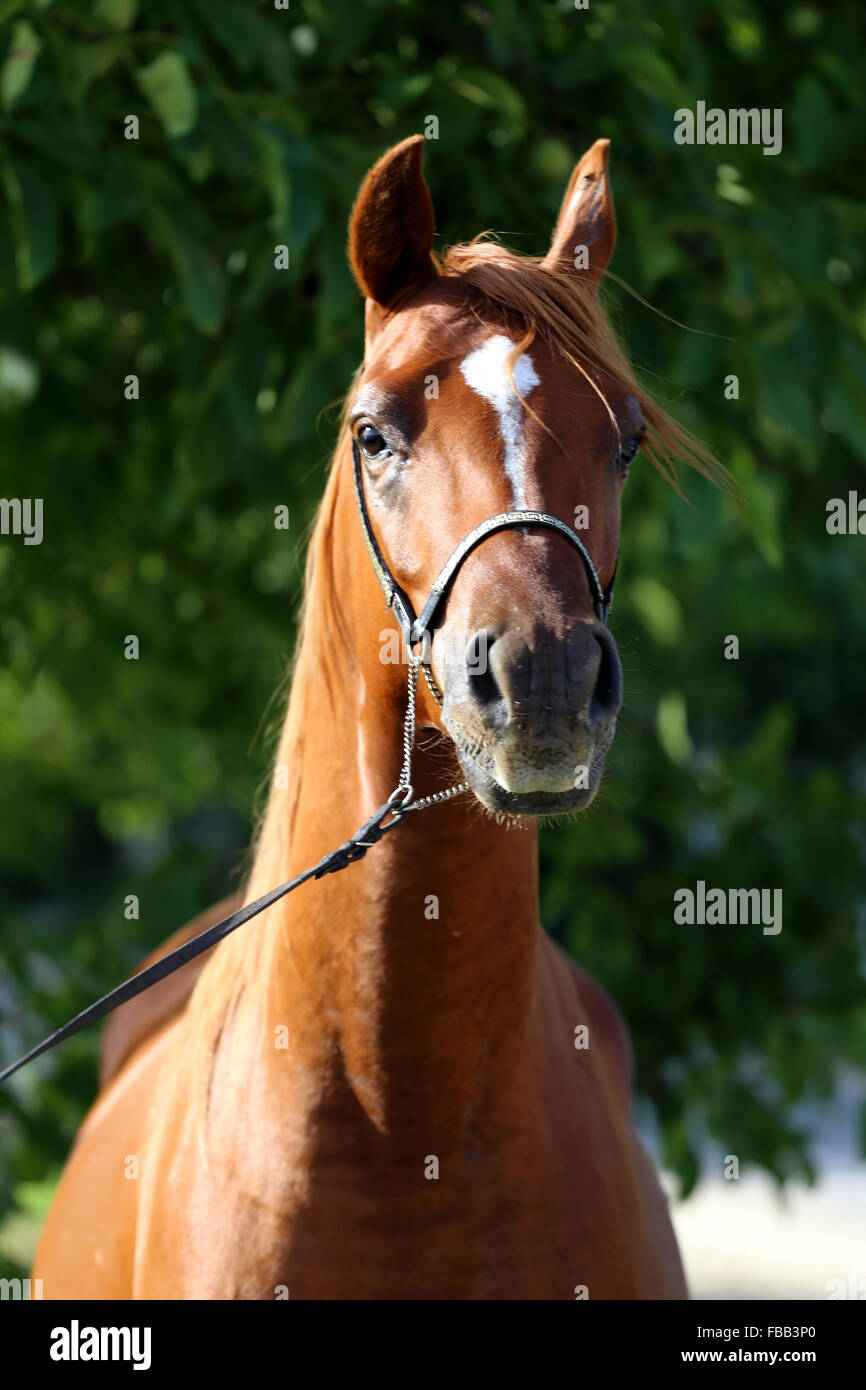 Nice arabian stallion head with halter in summer corral Stock Photo - Alamy
