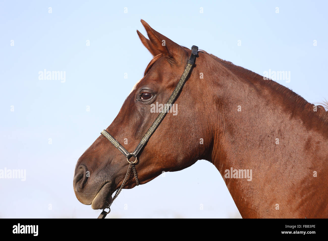 Side view portrait of a young purebred arabian stallion Stock Photo - Alamy