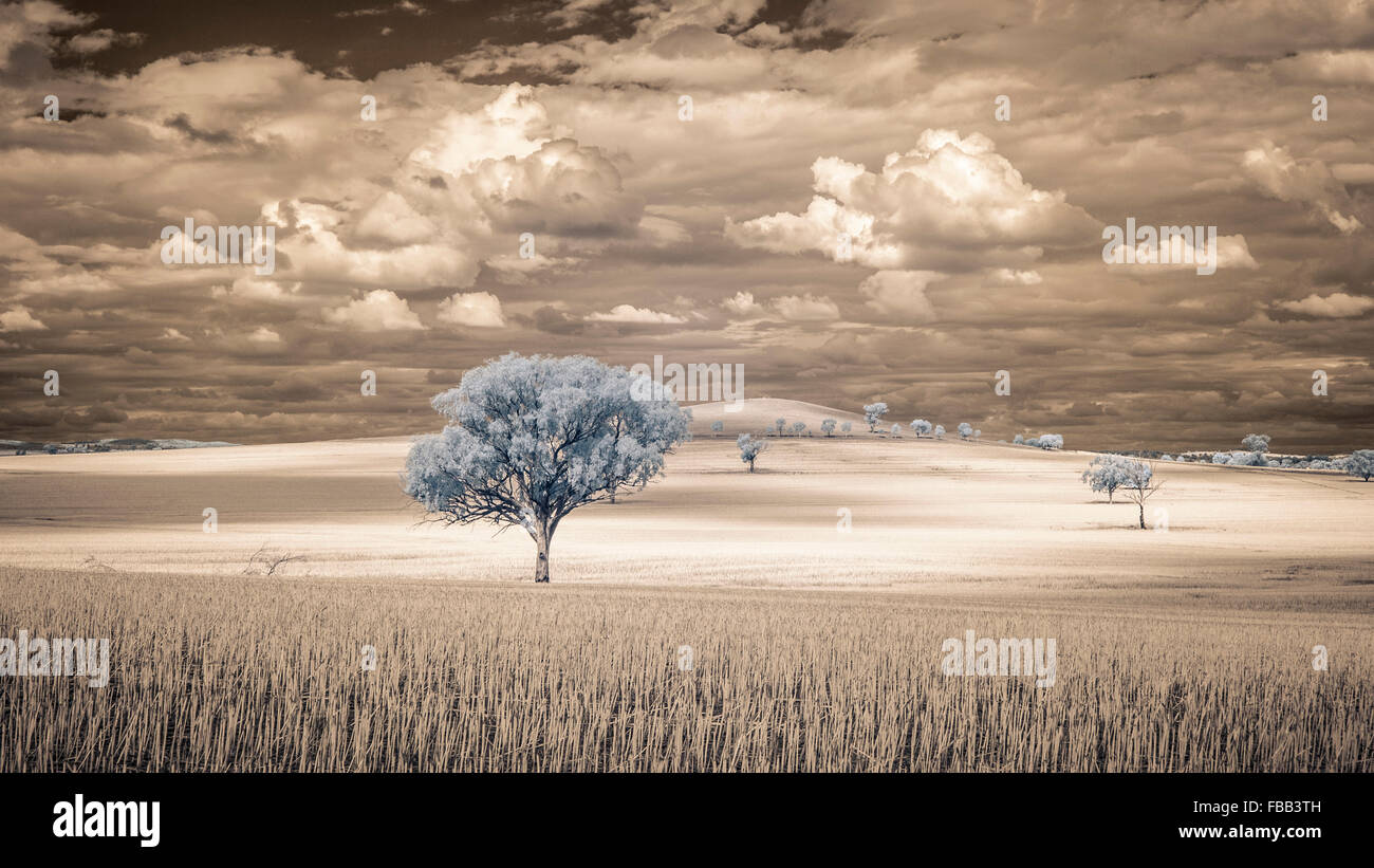 Sunlit field imaged in infrared, outback New South Wales, Australia ...