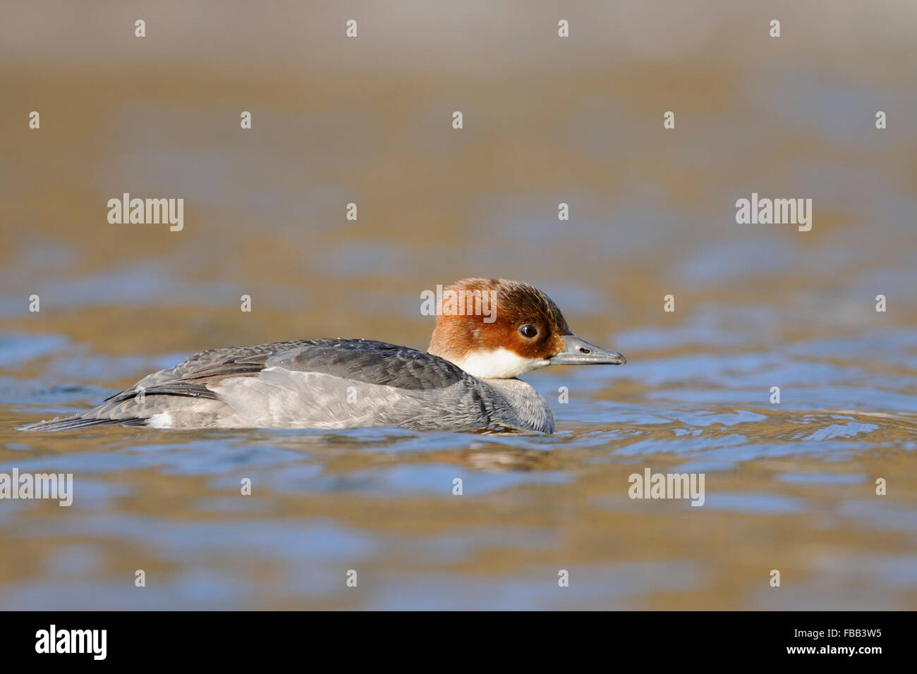 Little winter guest hi-res stock photography and images - Alamy