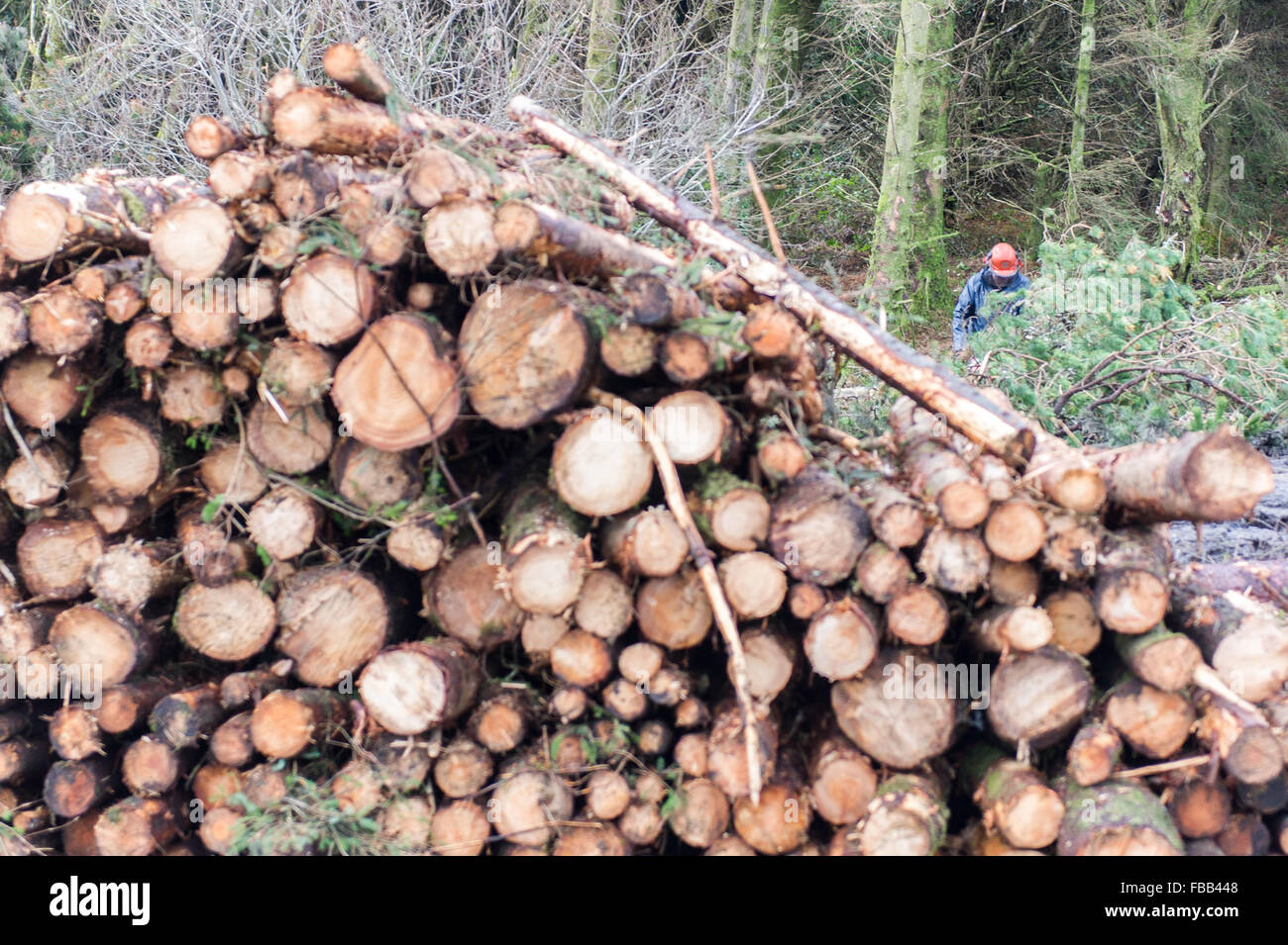 Ballydehob, Ireland. 13th Jan, 2016. A Coillte timberjack works in ...