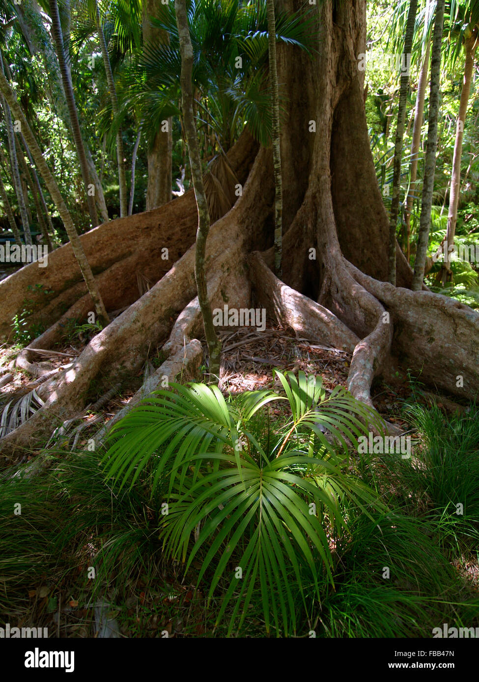 Buttress roots of a tropical fig tree Stock Photo - Alamy