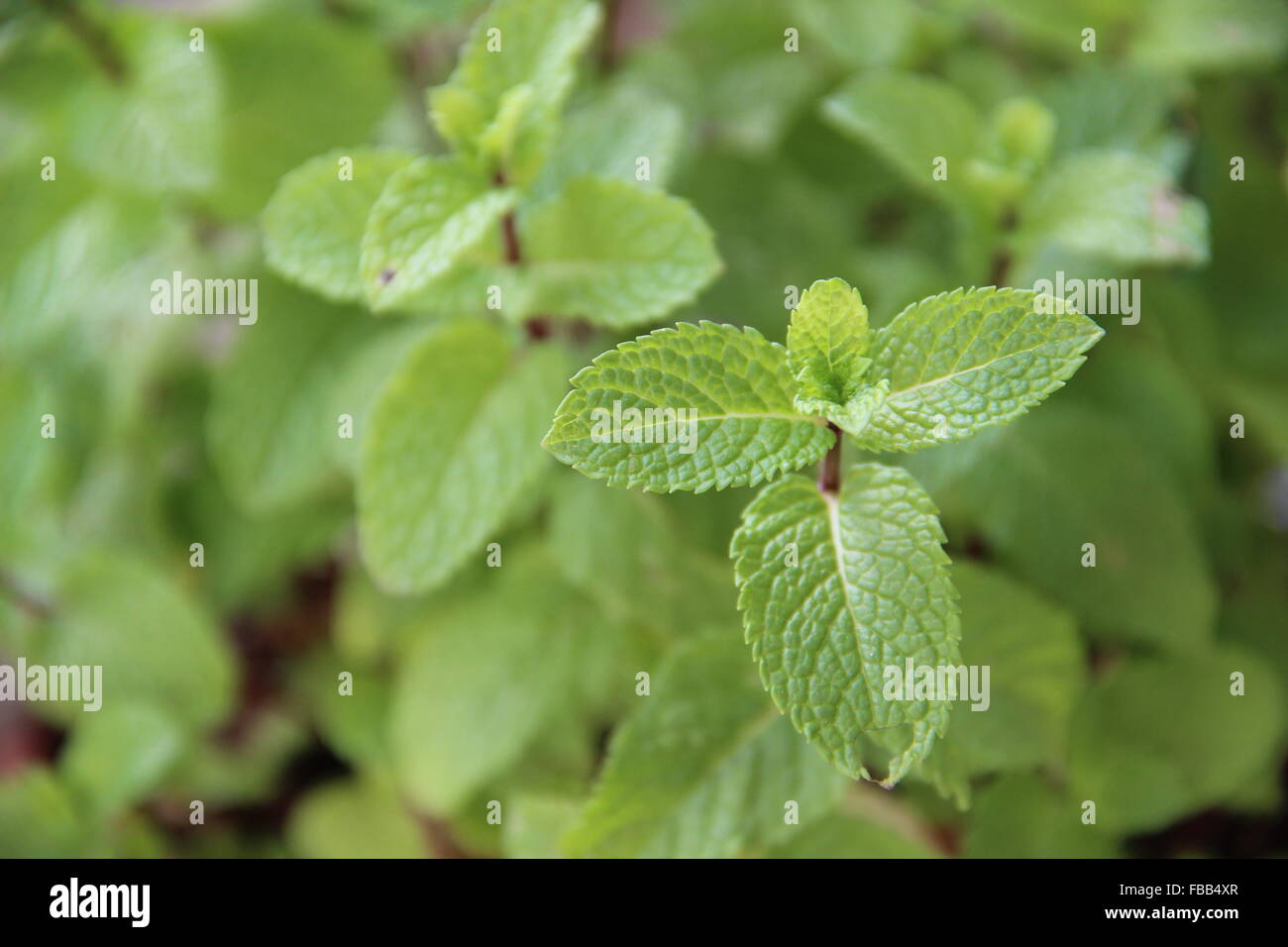Spearmint leaves hi-res stock photography and images - Alamy