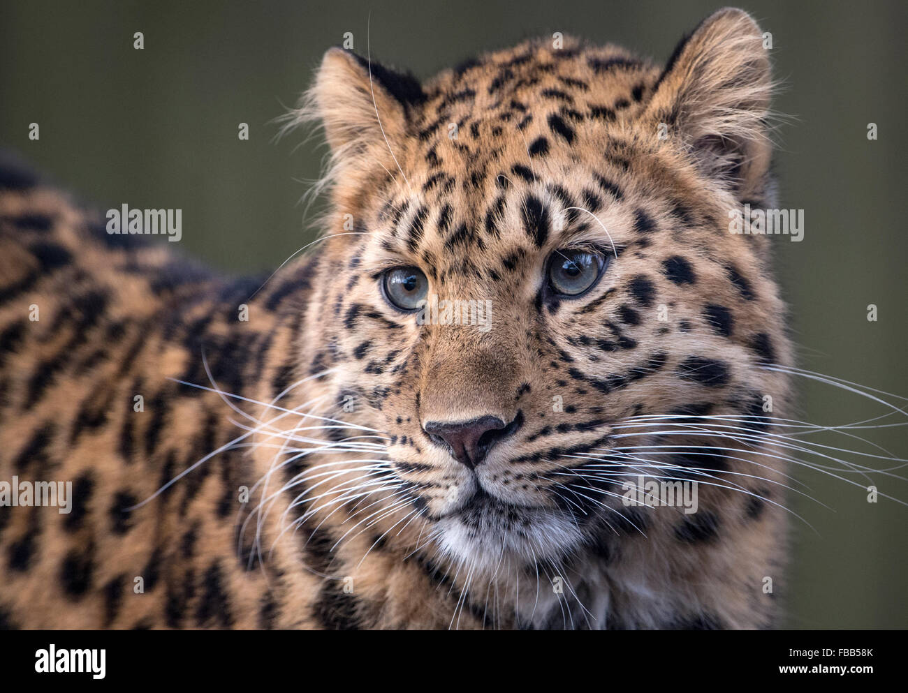Female amur leopard hi-res stock photography and images - Alamy