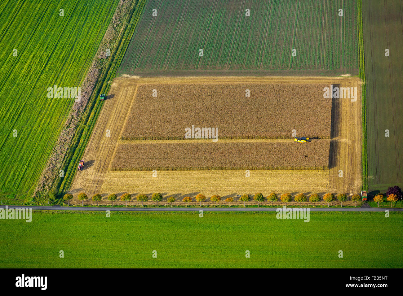 Aerial view, cornfield, corn harvest, combine harvester in the corn ...
