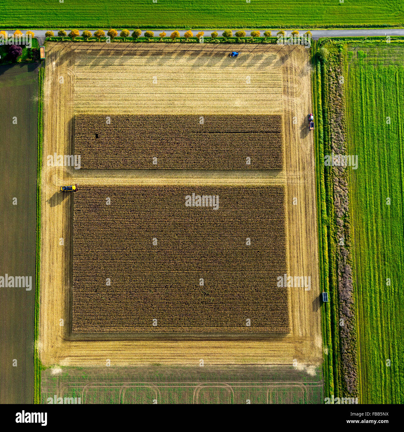Aerial view, cornfield, corn harvest, combine harvester in the corn ...