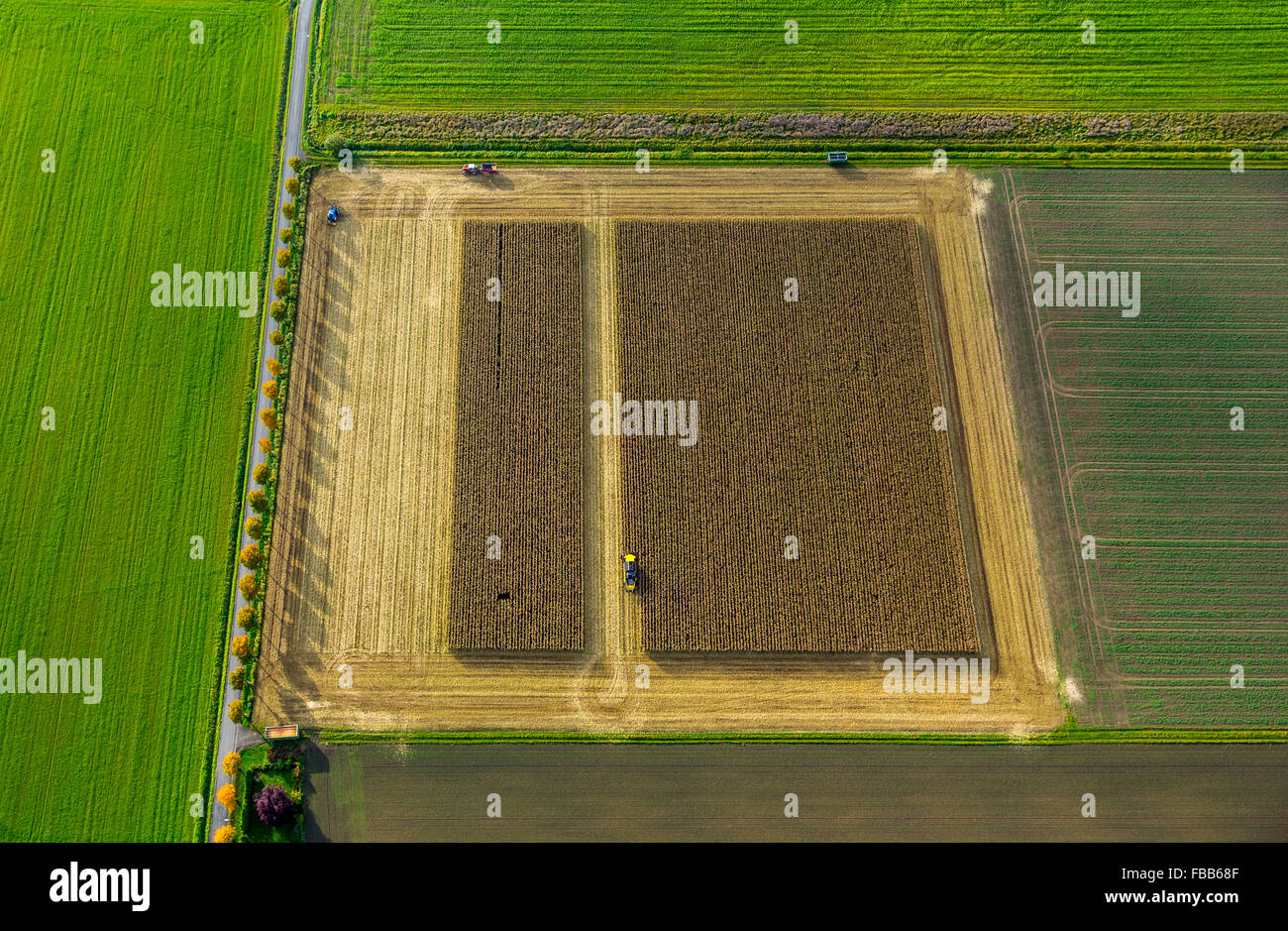 Aerial view, cornfield, corn harvest, combine harvester in the corn ...