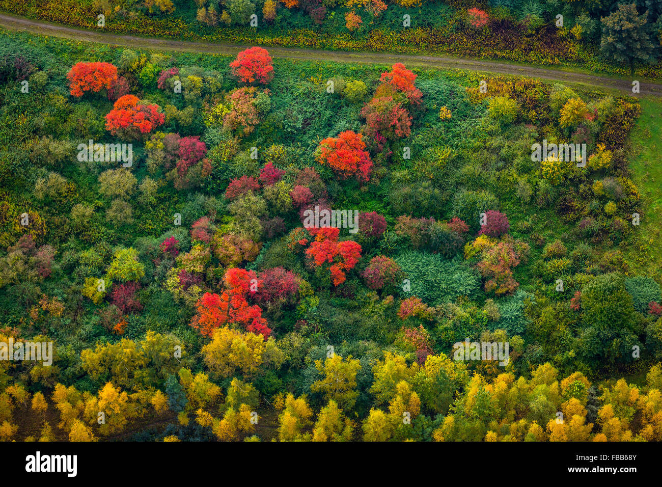 Aerial view, colorful bushes, autumn leaves, bushes in autumn, red ...