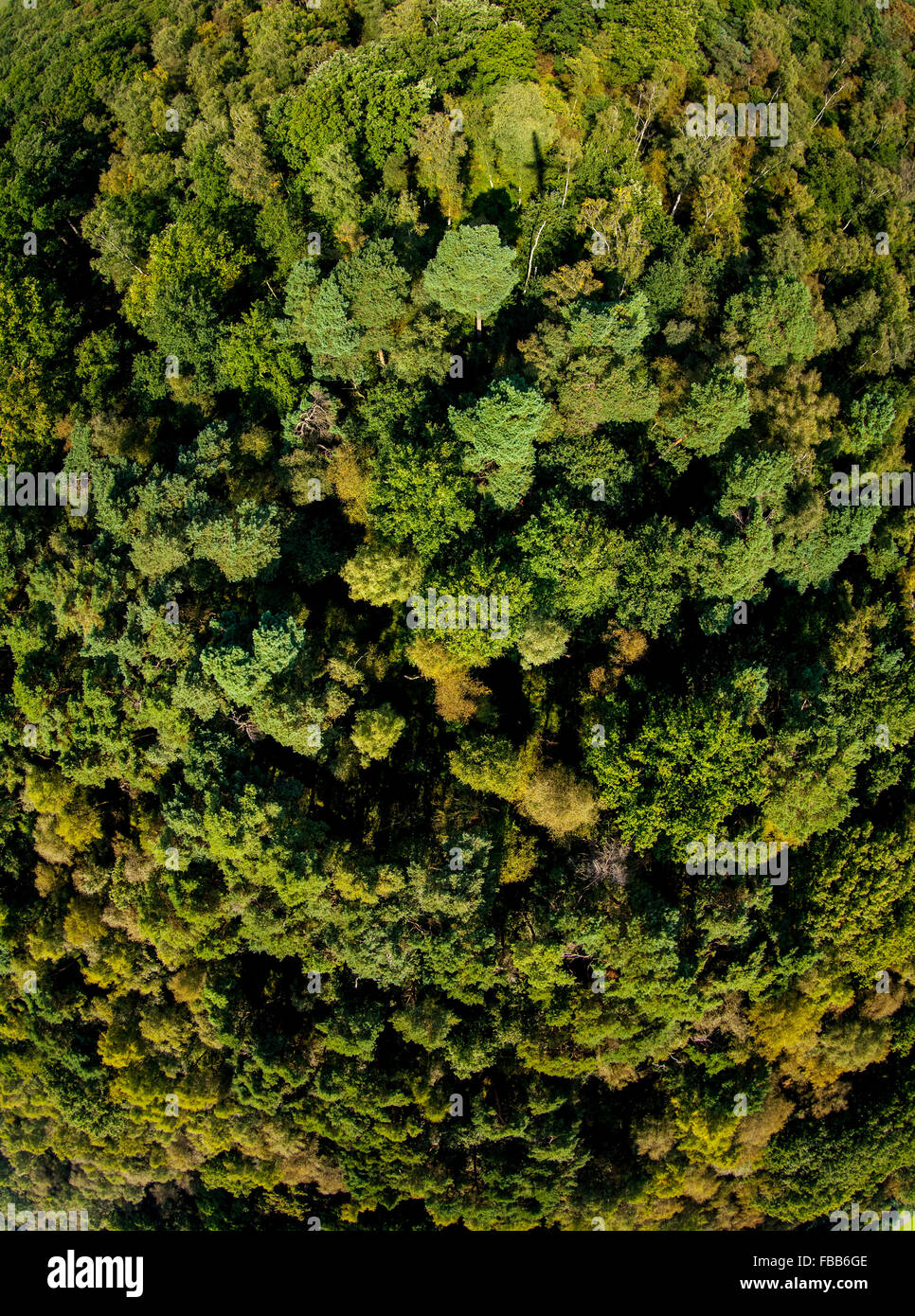 Aerial view, forest from a vertical view, Perpendicular Recording ...